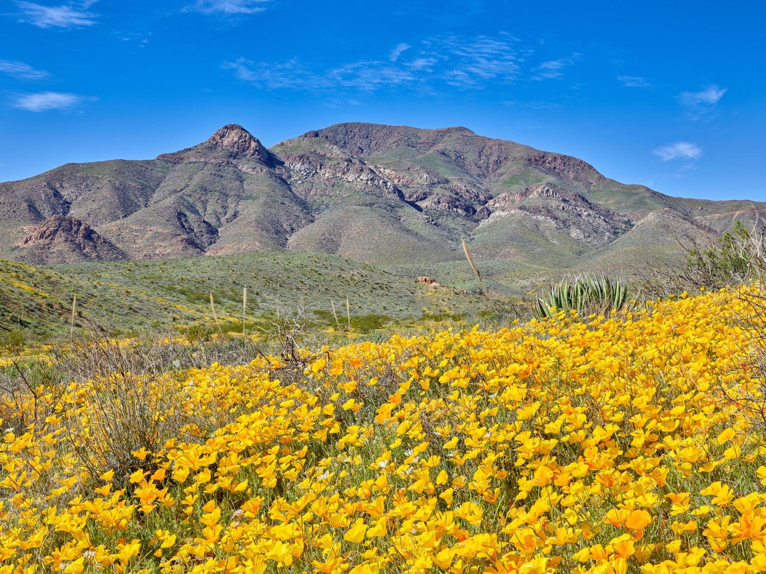 Poppies in Northeast El Paso, Texas - El Paso Professional Photographer